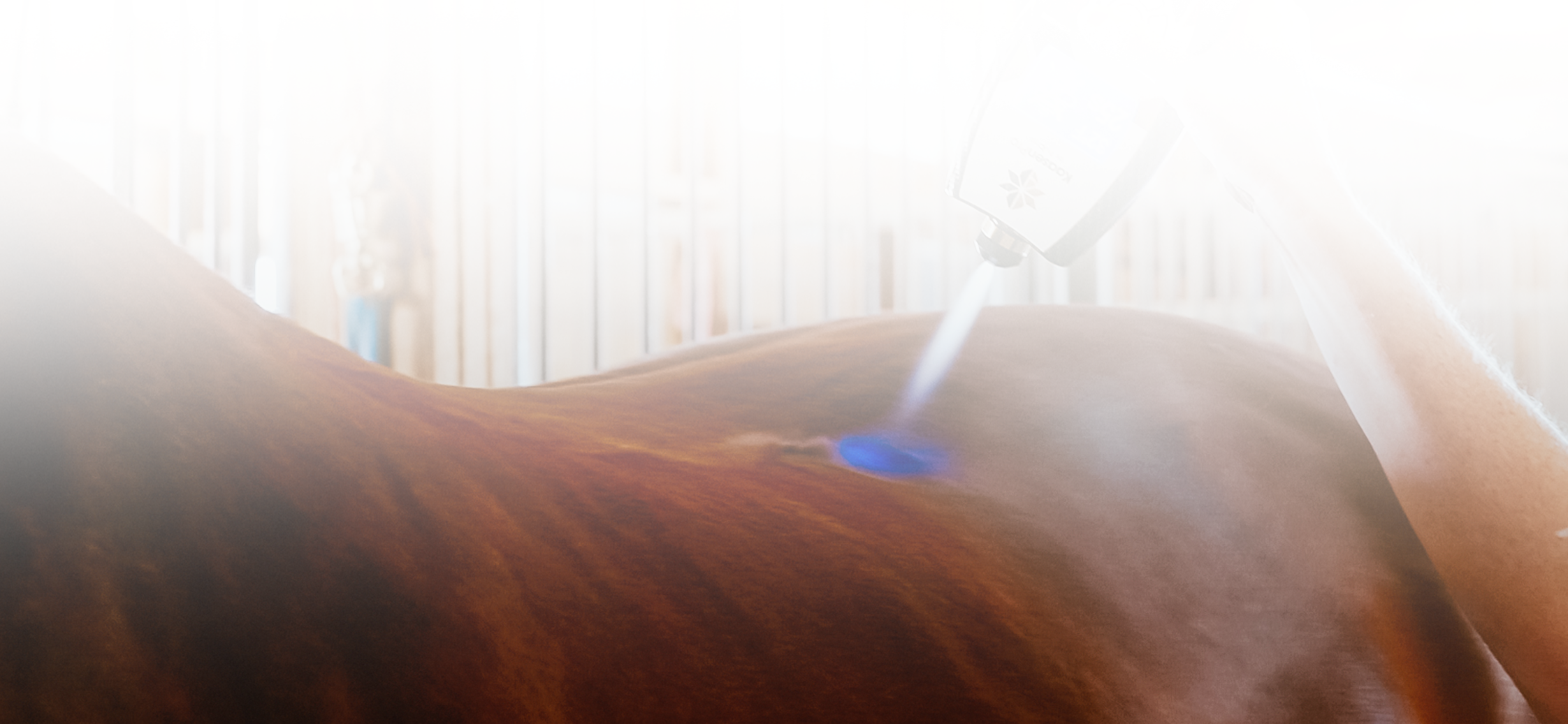 Equine Cryotherapy Certificate